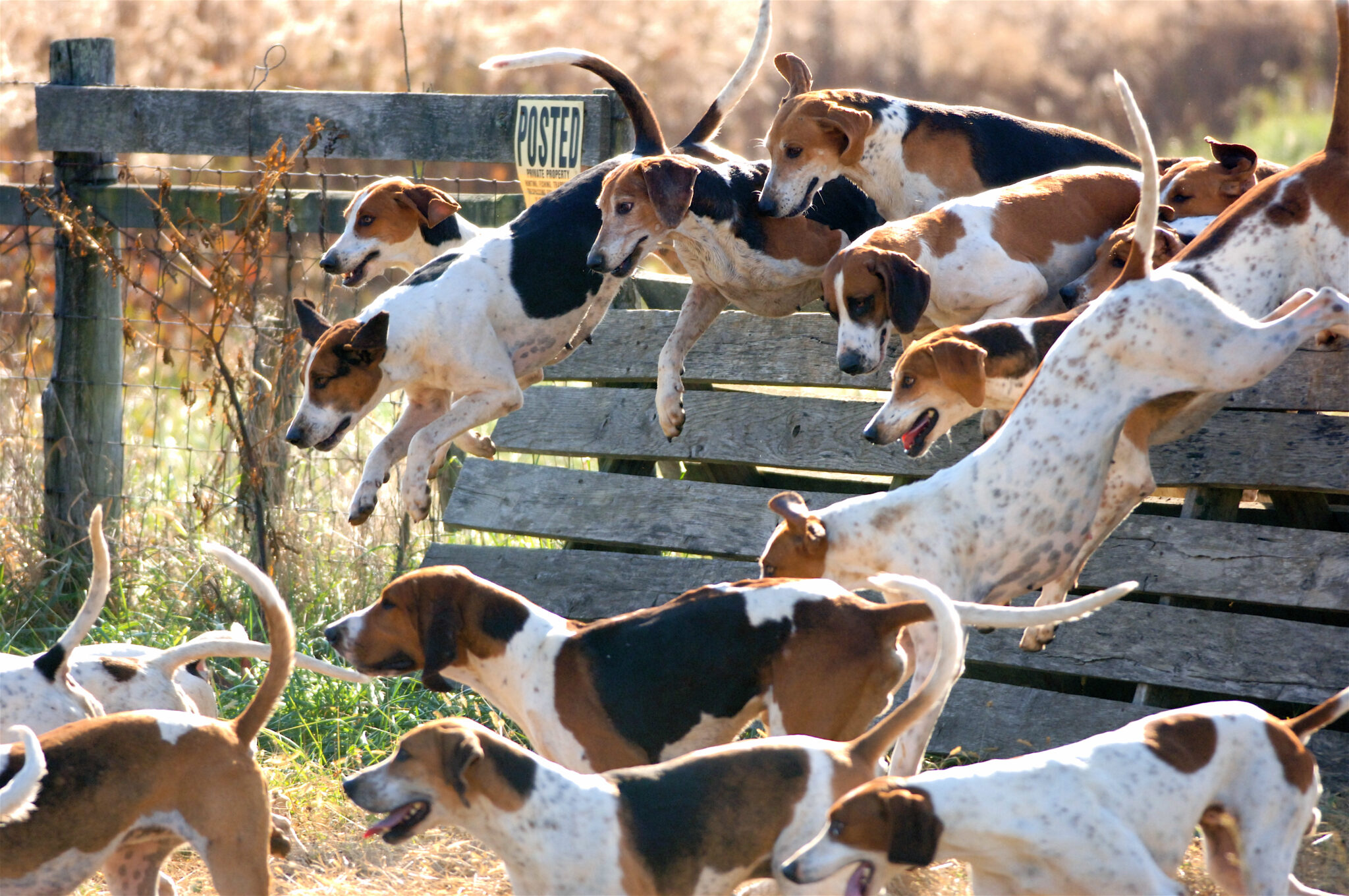 The Pack Membership - MFHA