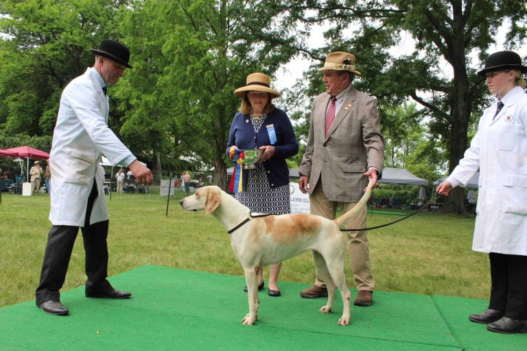 2023 Virginia Foxhound Show Results